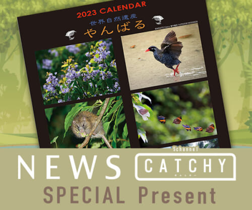 ニュース CATHY「2023年カレンダー」プレゼント | QAB 琉球朝日放送