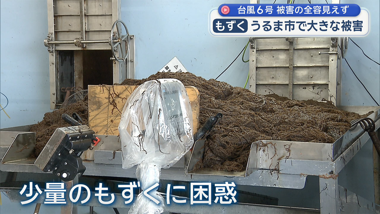 台風6号の影響でもずく漁ピンチ – QAB NEWS Headline