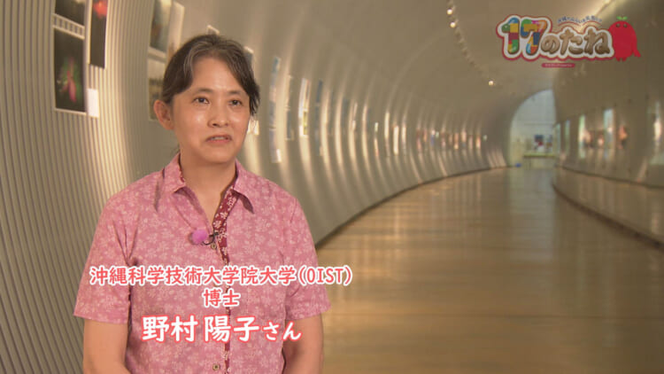 17のたね | QAB 琉球朝日放送